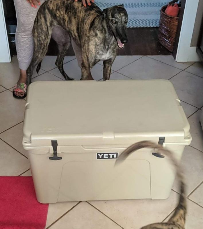 YETI Tundra 105 Cooler - Hike & Camp