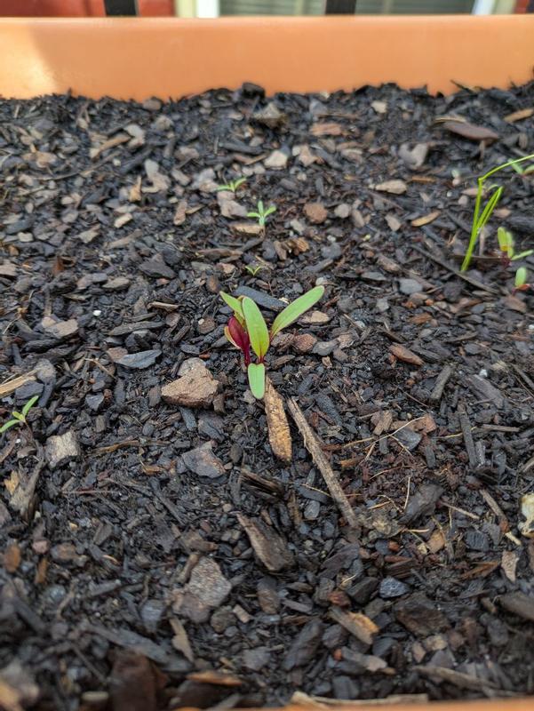 Back to the Roots Organic Marketmore cucumber Seeds 1 Pack(s) in the ...