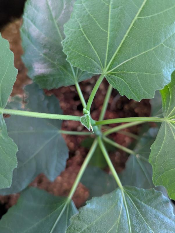 Back to the Roots 1.5-lb 3-4-2 Organic Vegetable Food in the Plant Food ...