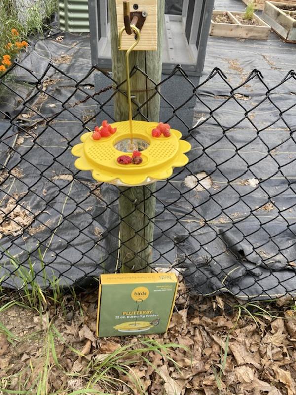 BIRDS CHOICE Flutterby Butterfly Feeder-12 Oz Polycarbonate Hanging ...