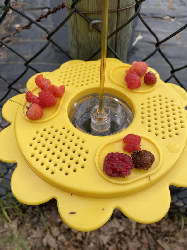 BIRDS CHOICE Flutterby Butterfly Feeder-12 Oz Polycarbonate Hanging ...