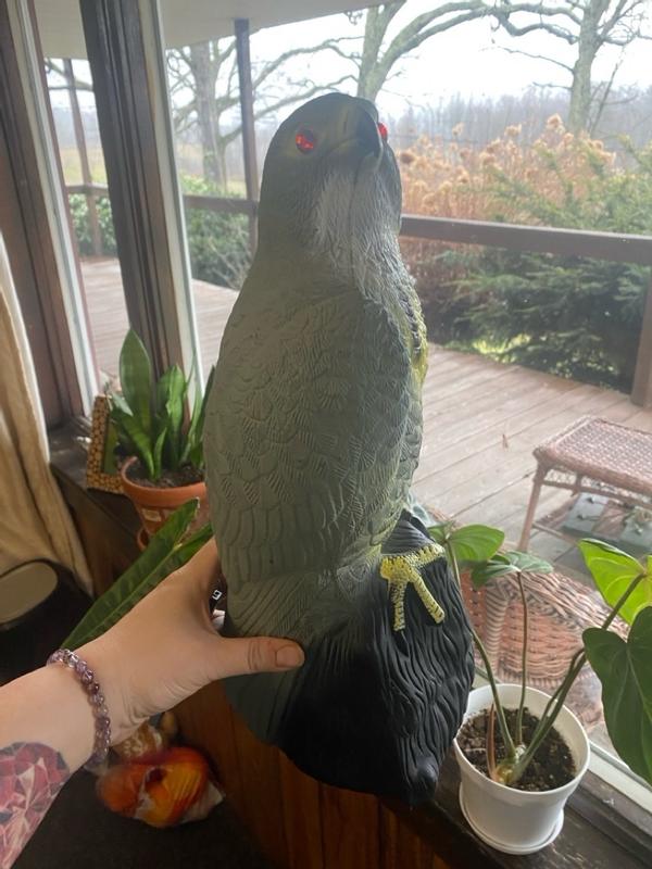 Bird-X 7 in. Peregrine Falcon Decoy at Tractor Supply Co