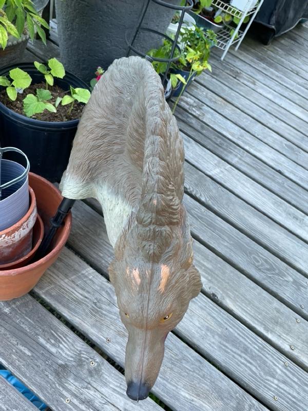 Bird-X 30 in. 3D Coyote Decoy, Lifelike Predator at Tractor Supply Co