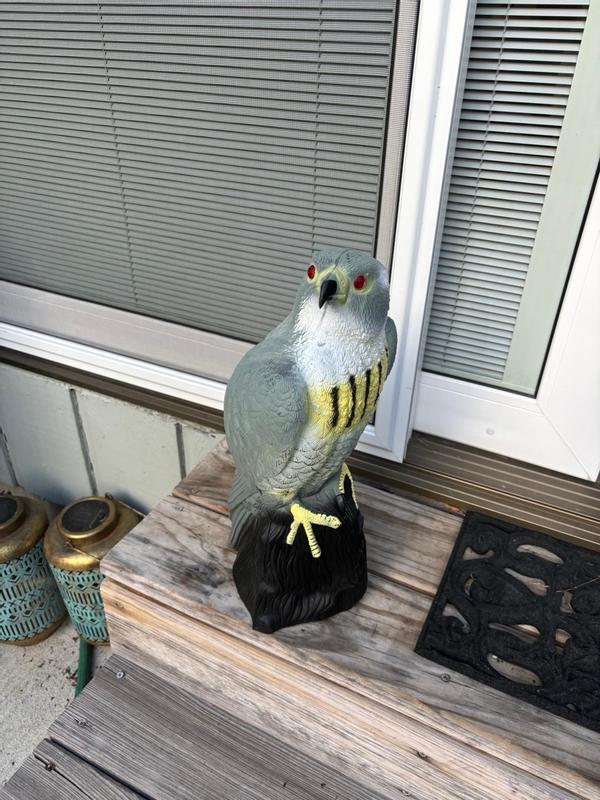Bird-X 7 in. Peregrine Falcon Decoy at Tractor Supply Co
