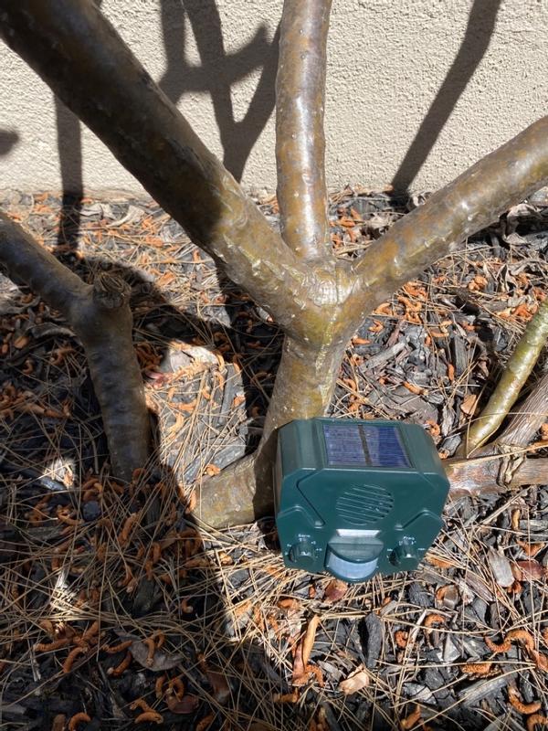 Bird-X Solar Yard Gard Animal Repeller for Deer, Rabbits, Raccoons ...