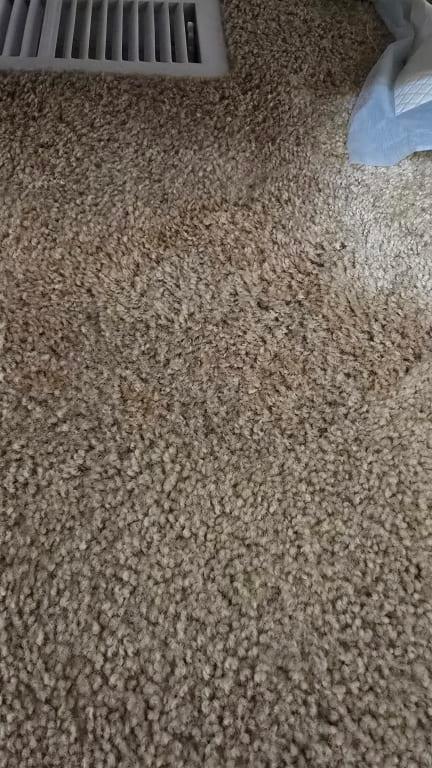 Woolite Carpet Cleaner Liquid 18-oz 3773 at Lowes.com