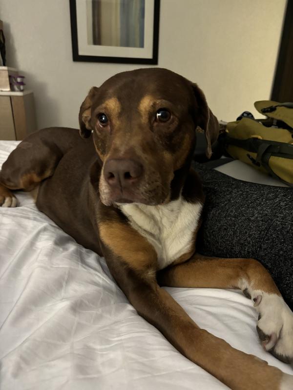 Blue Buffalo Homestyle Recipe Whole Grain Chicken & Beef Pate Adult Wet ...