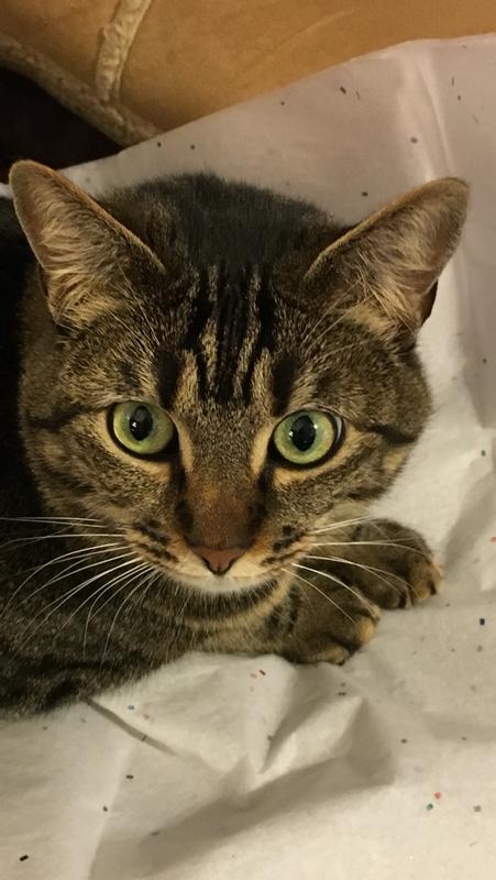 Blue Buffalo Blue Wilderness Indoor Chicken Cat Food - Grain Free ...