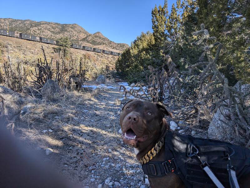 Blue Buffalo Wilderness Red Meat, Rocky Mountain Recipe Adult Dry Dog ...