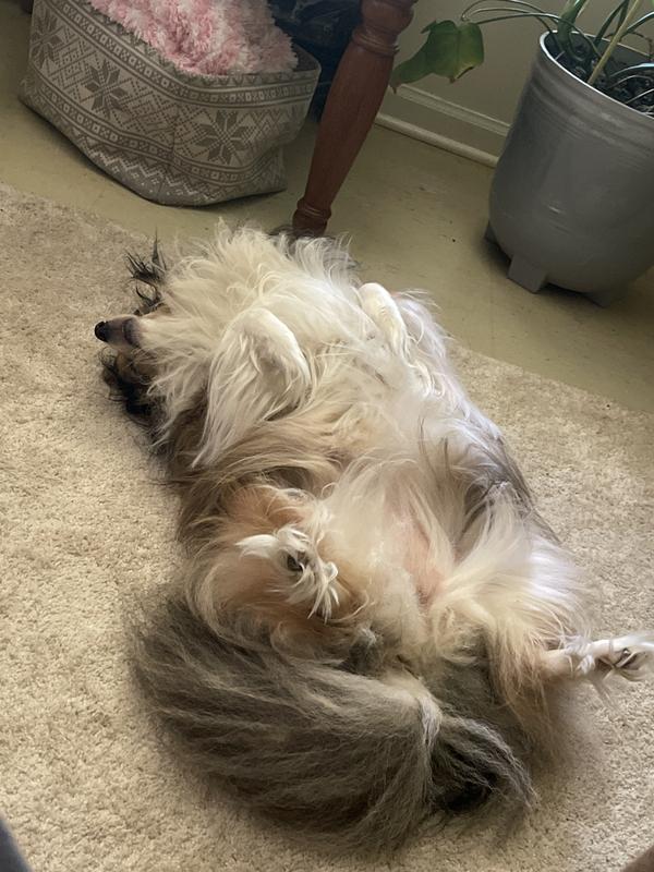 Blue Buffalo BLUE Small Breed Chicken & Brown Rice Adult Dry Dog Food ...