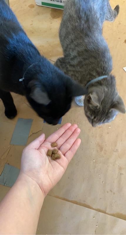 Blue Buffalo Baby BLUE Crunchies, Savory Salmon, Natural Kitten Treats ...