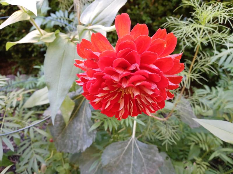 Burpee Shakers Wildflowers Pollinator Mix 13682 at Tractor Supply Co