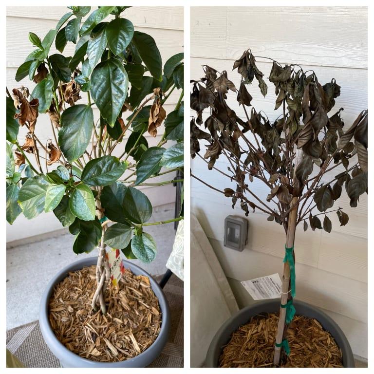 Sevin 1 gal. Ready-to-Use Liquid Pesticide at Tractor Supply Co