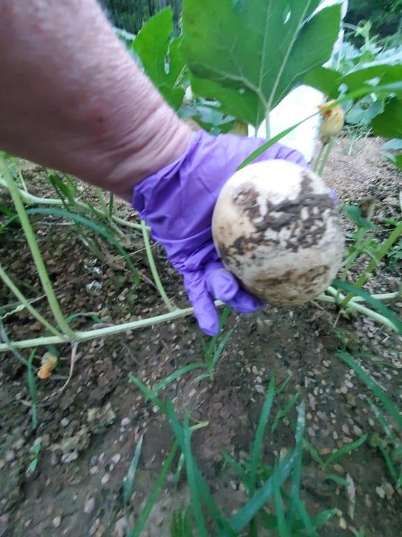 Sevin 3 lb. Insect Killer Dust at Tractor Supply Co