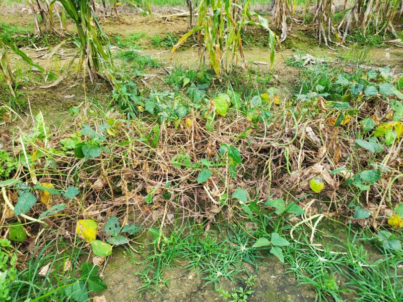 Sevin 3 lb. Insect Killer Dust at Tractor Supply Co