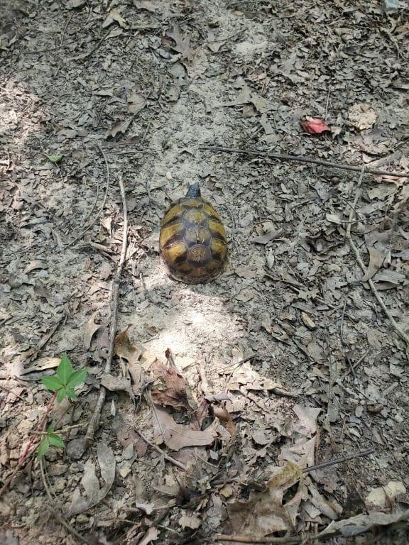 Sevin 3 lb. Insect Killer Dust at Tractor Supply Co