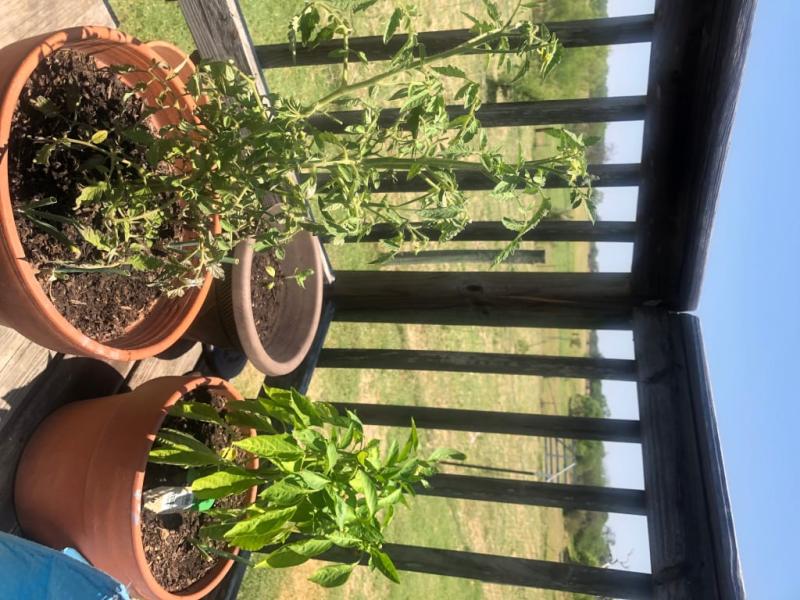 Sevin 1 gal. Ready-to-Use Liquid Pesticide at Tractor Supply Co