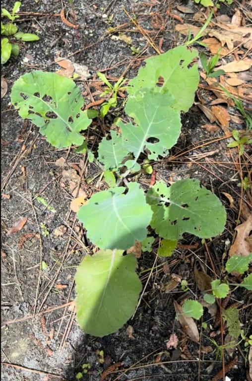 Sevin 3-lb Garden Perimeter Insect Killer 1349901081 at Lowes.com