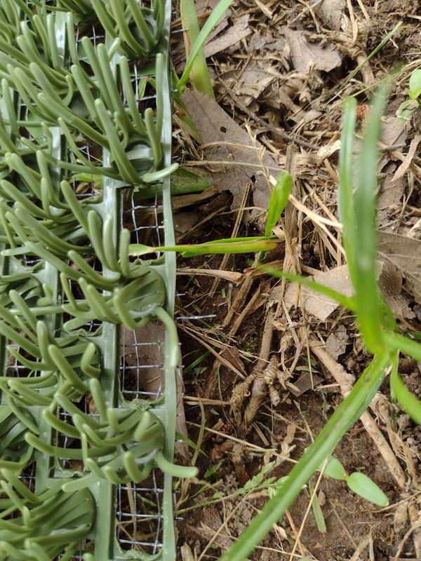 DURAGRASS Hybrid Turf Patch 25-ft-ft x 3-ft Artificial Grass 10377010 ...