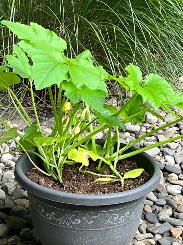 Ferry-Morse Organic Squash Seeds 5.3 Gram(s) in the Vegetable & Herb ...