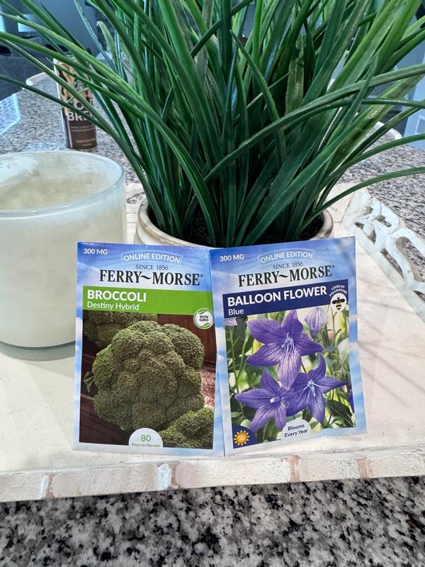 Ferry-Morse Balloon Flower Seeds 300 Milligram(s) in the Flower Seeds ...