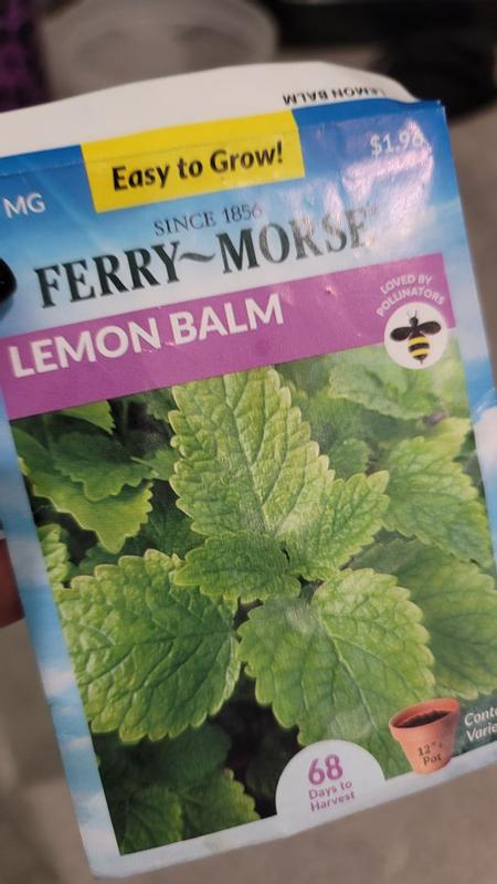 Ferry-Morse H DILL ELEPHANT in the Vegetable & Herb Seeds department at ...