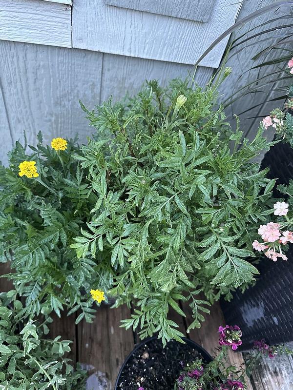 Ferry-Morse Marigold Seeds 300 Milligram(s) in the Flower Seeds ...