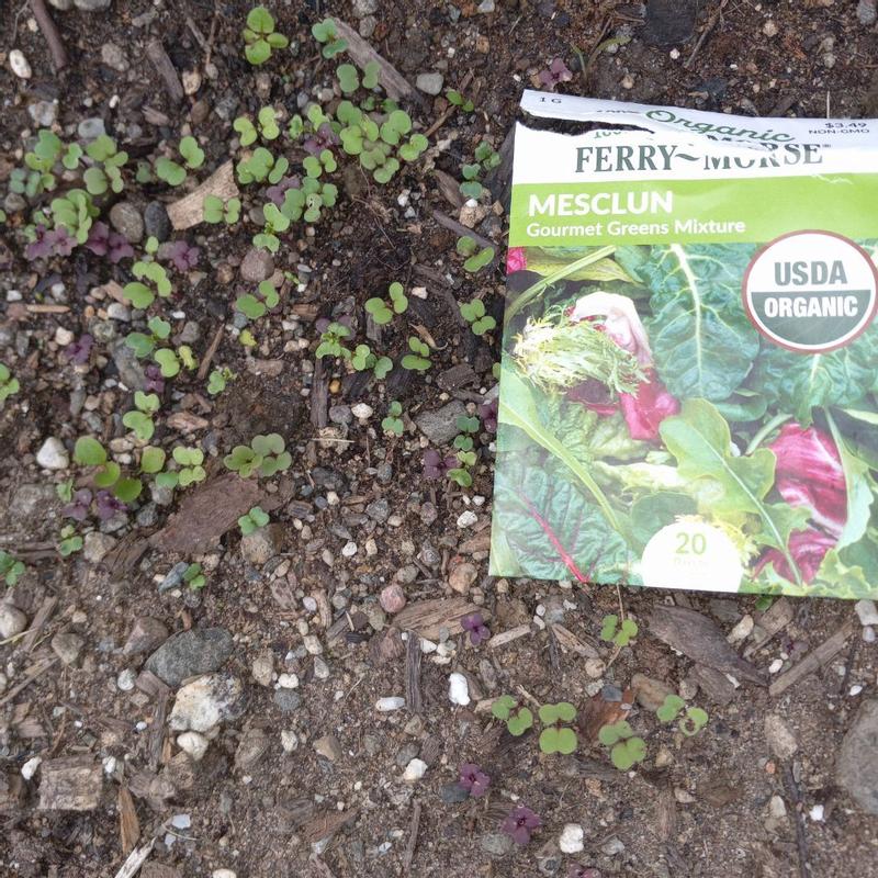 Ferry-Morse Organic Mesclun Seeds 1.8 Gram(s) in the Vegetable & Herb ...