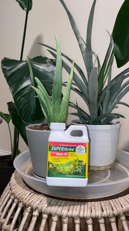 SUPERthrive Organic Neem Oil Leaf Polish 8 oz (2 Pack) in the Lawn ...
