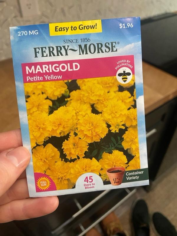 Ferry-Morse Marigold Seeds 500 Milligram(s) in the Flower Seeds ...