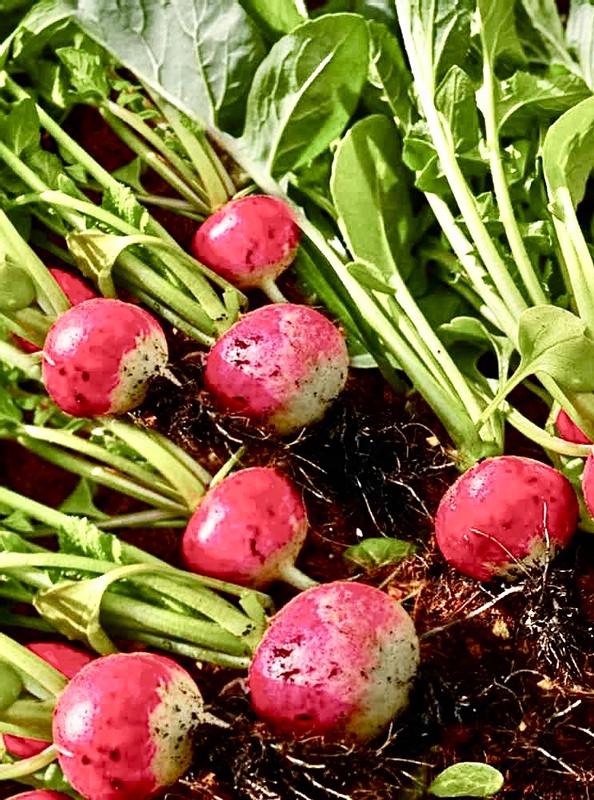Ferry-Morse Organic Radish Seeds 2.6 Gram(s) in the Vegetable & Herb ...