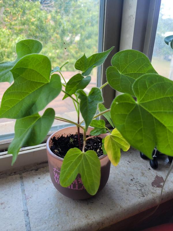 Ferry-Morse Morning Glory Seeds 1.4 Gram(s) in the Flower Seeds ...