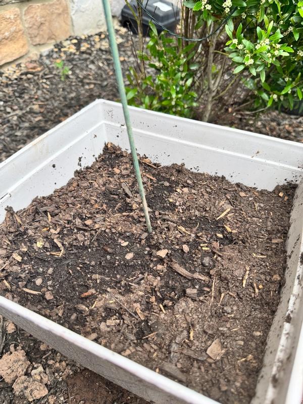 Ferry-Morse Pepper Seeds 600 Milligram(s) in the Vegetable & Herb Seeds ...