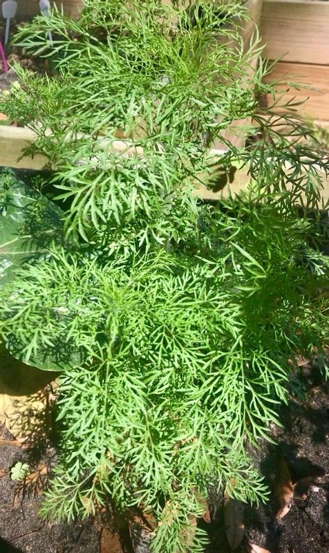 Ferry-Morse H DILL ELEPHANT in the Vegetable & Herb Seeds department at ...