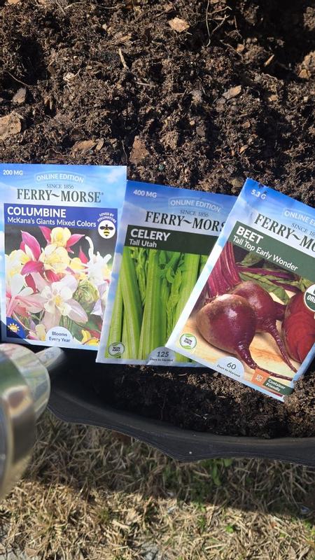 Ferry-Morse Organic Beet Seeds 5.3 Gram(s) in the Vegetable & Herb ...