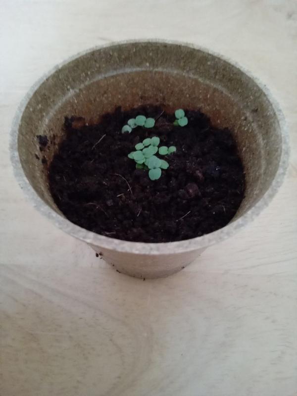 Ferry-Morse H DILL ELEPHANT in the Vegetable & Herb Seeds department at ...