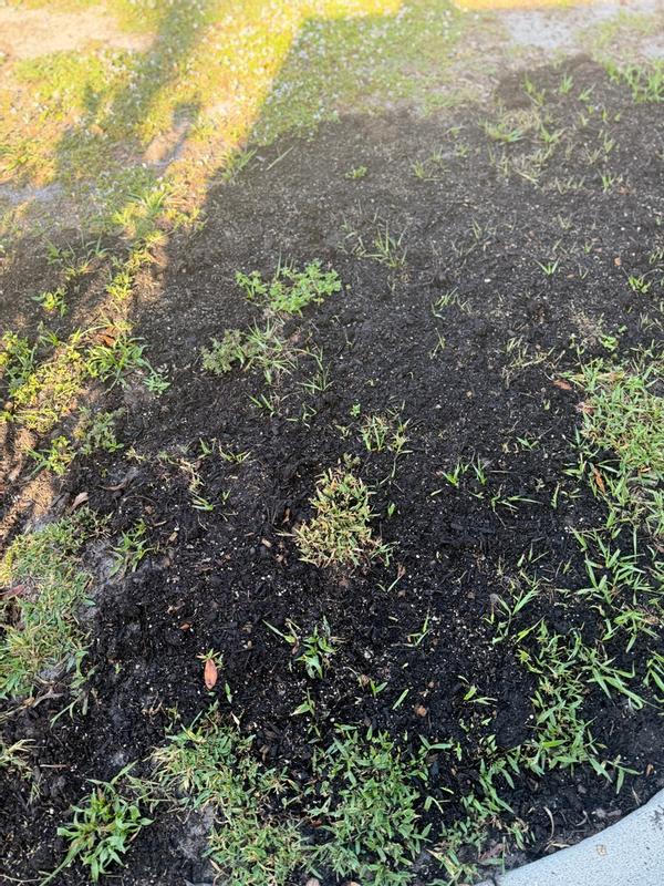 Ferry-Morse Ferry Morse EcoEase Microclover and Fescue Low Maintenance ...