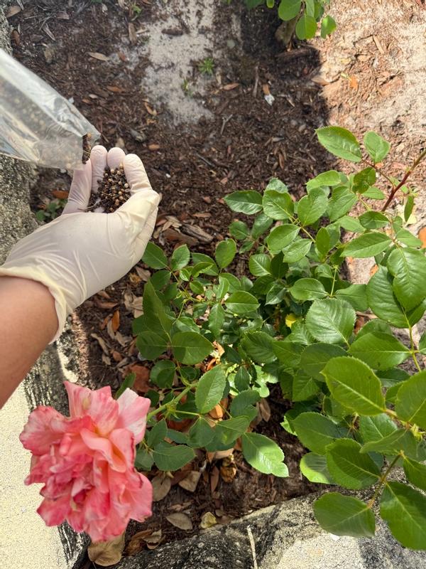 Ferry-Morse Ferry Morse Beneficial Bug Mix Bulk Wildflower Seeds 1lb in ...