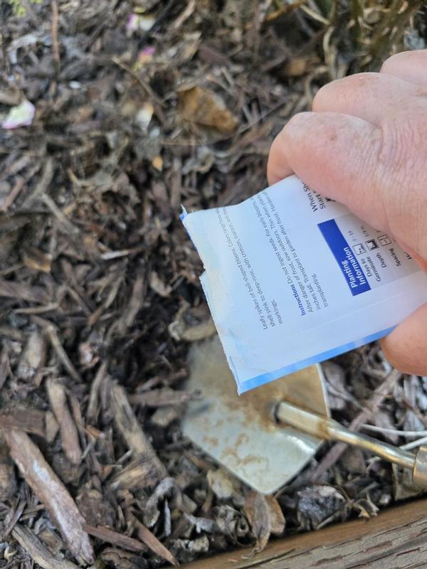 Ferry-Morse Canterbury Bells Seeds 300 Milligram(s) in the Flower Seeds ...