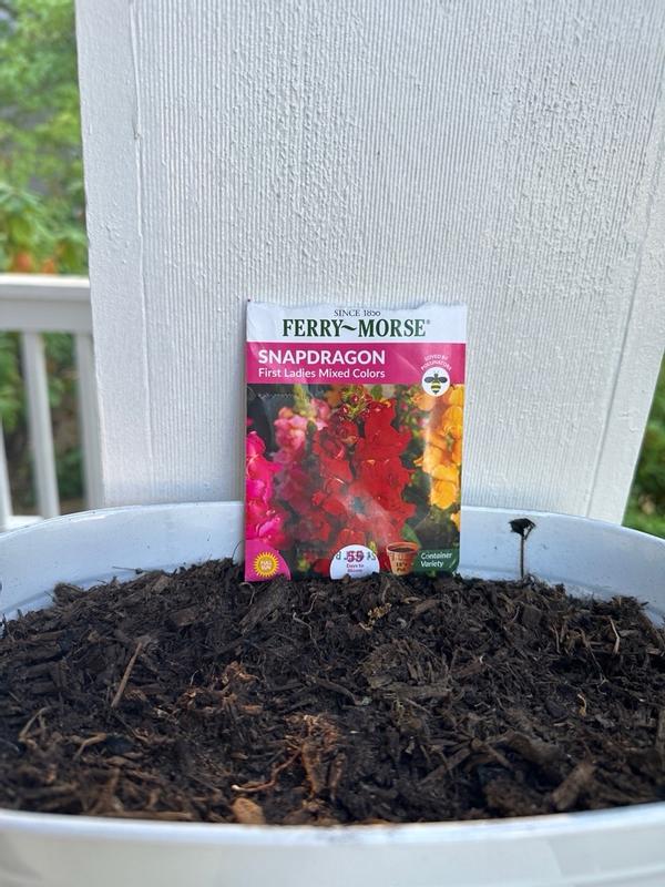 Ferry-Morse Snapdragon Seeds 300 Milligram(s) in the Flower Seeds ...