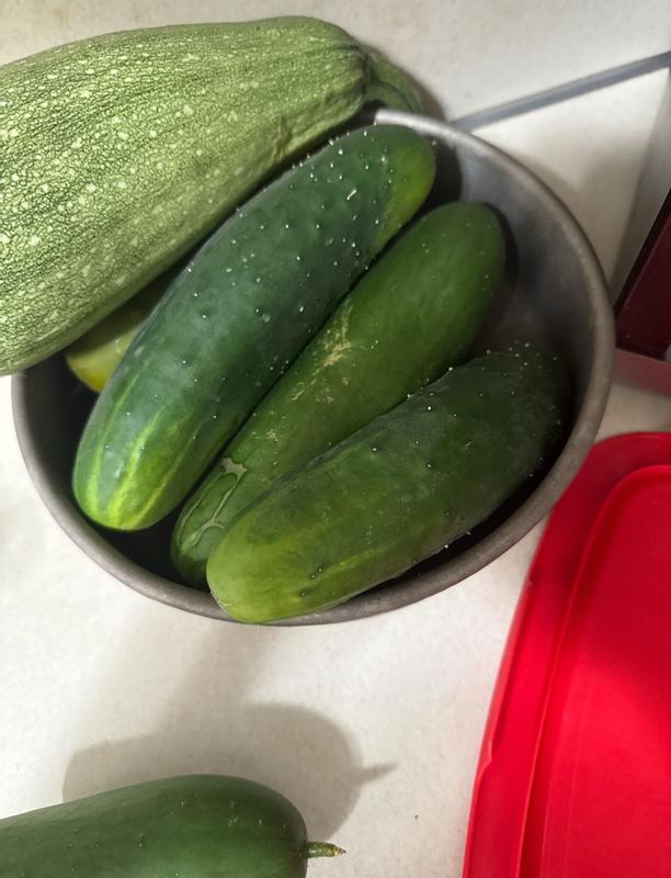 Ferry-Morse Organic Cucumber Seeds 1.2 Gram(s) in the Vegetable & Herb ...