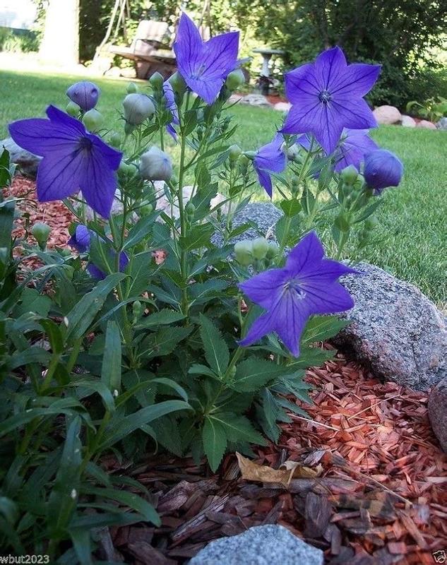 Ferry-Morse Balloon Flower Seeds 300 Milligram(s) in the Flower Seeds ...