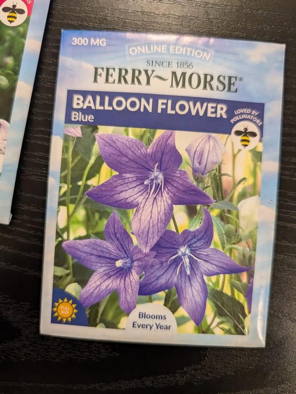 Ferry-Morse Balloon Flower Seeds 300 Milligram(s) in the Flower Seeds ...