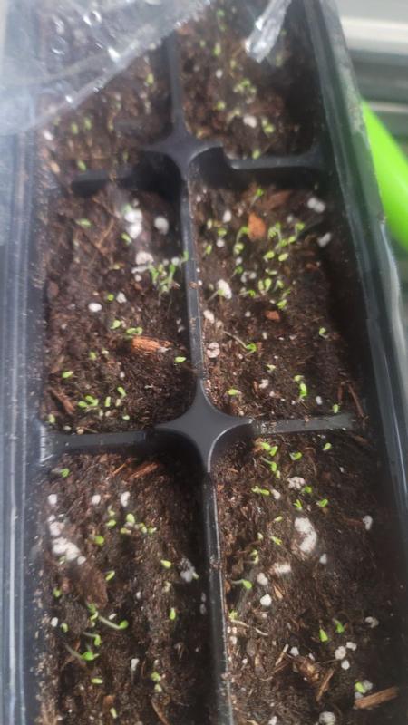 Ferry-Morse H DILL ELEPHANT in the Vegetable & Herb Seeds department at ...