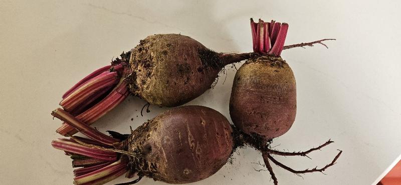 Ferry-Morse Organic Beet Seeds 5.3 Gram(s) in the Vegetable & Herb ...