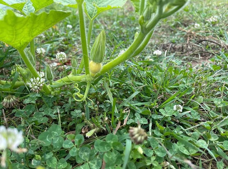 Ferry-Morse Organic Pumpkin Seeds 4.4 Gram(s) in the Vegetable & Herb Seeds department at Lowes.com