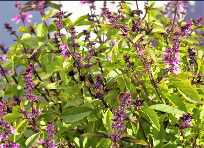 Ferry-Morse H DILL ELEPHANT in the Vegetable & Herb Seeds department at ...