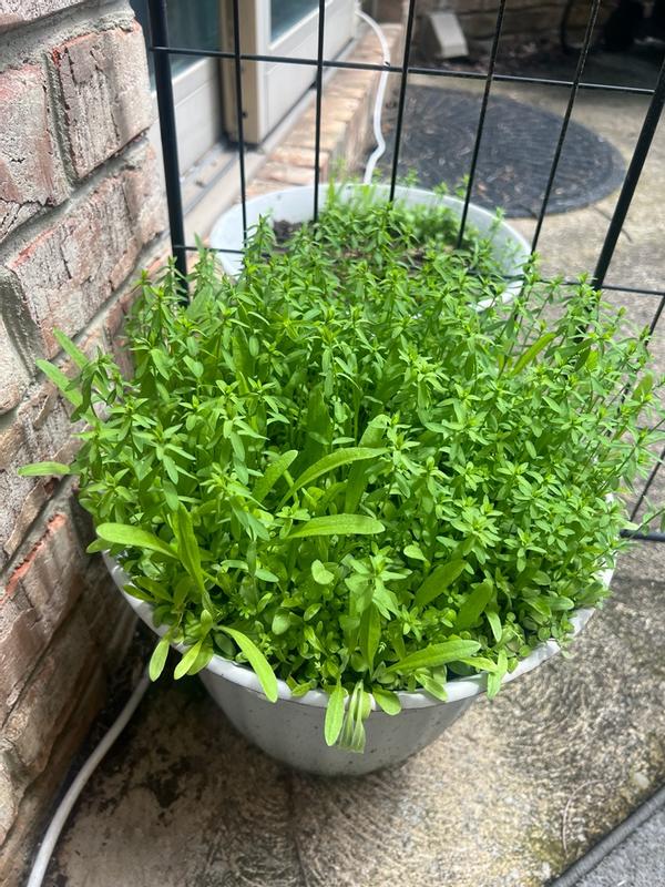 Ferry-Morse Ferry Morse Cool Colors Mix Bulk Wildflower Seeds 1lb in ...