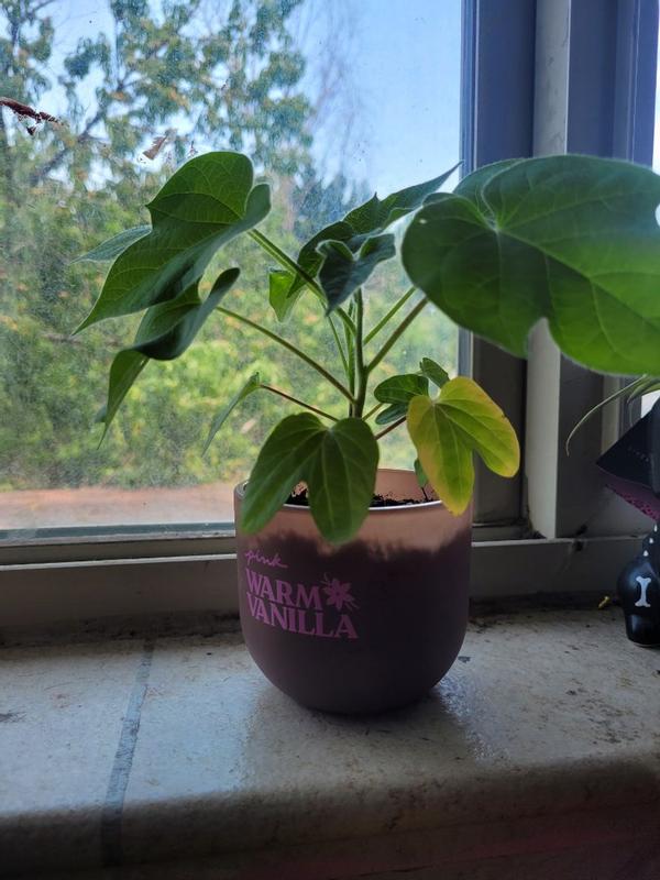 Ferry-Morse Morning Glory Seeds 1.4 Gram(s) in the Flower Seeds ...