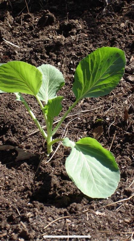 Ferry-Morse Cabbage Seeds 1.1 Gram(s) in the Vegetable & Herb Seeds ...